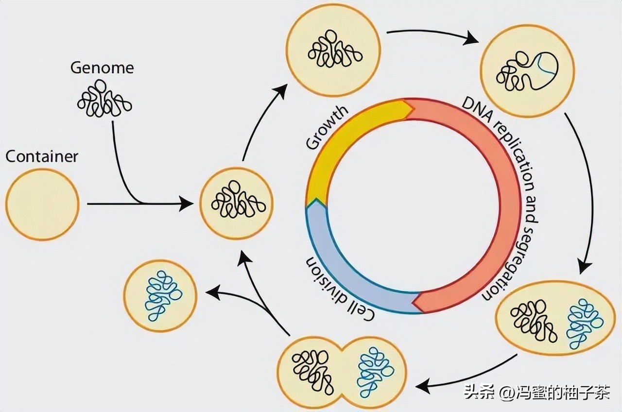 New prospects for multicellular communication: synthesizing the complex ...