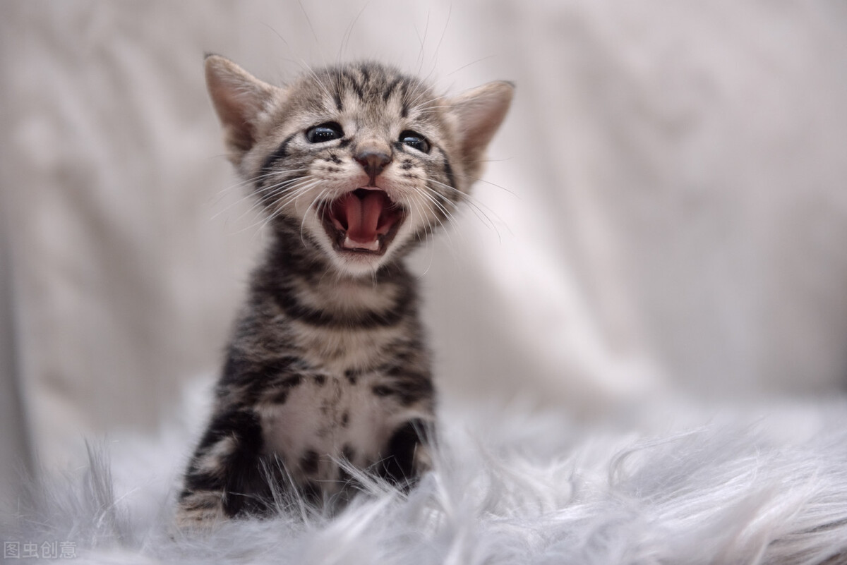 The advantages of raccoon cats that you may not know - iNEWS