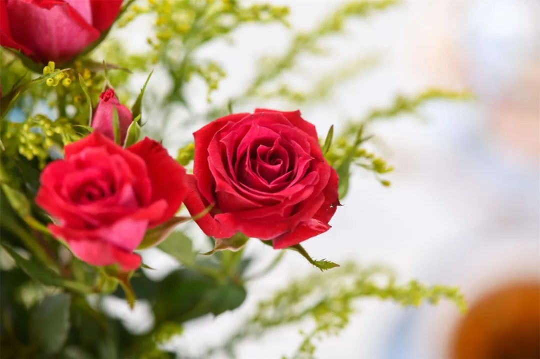 Can you tell the difference between roses, roses and roses? Revealing ...