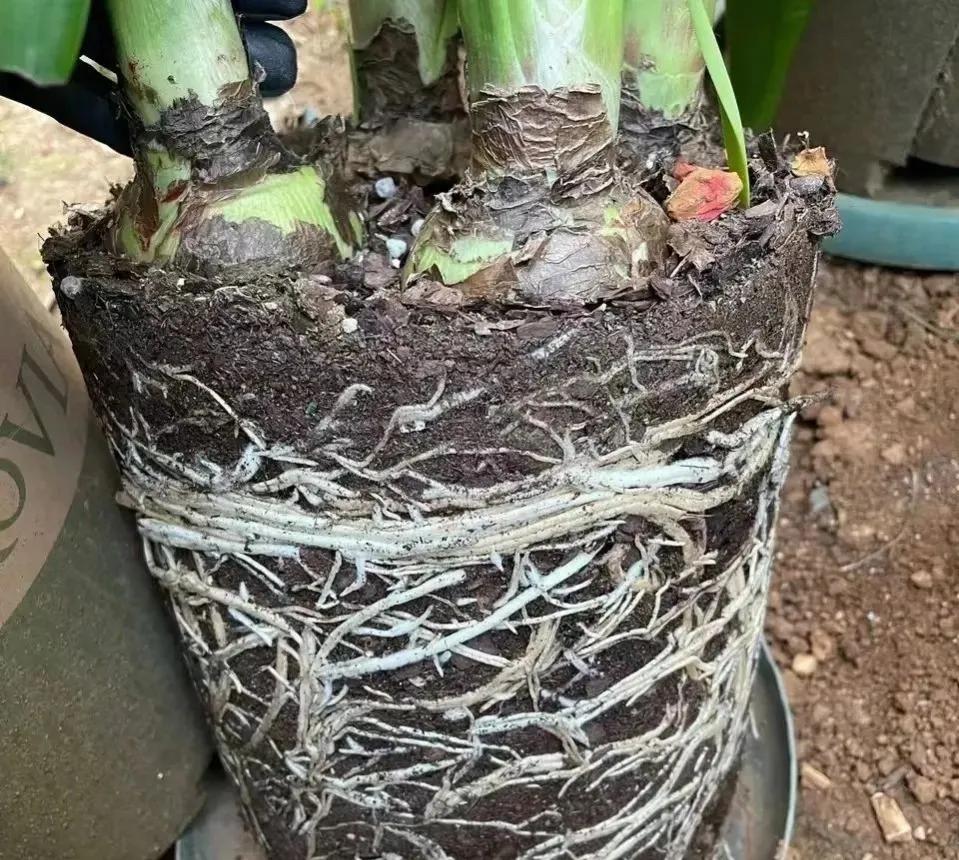 There are 4 kinds of things in the flower pot, one pot is alive and the ...