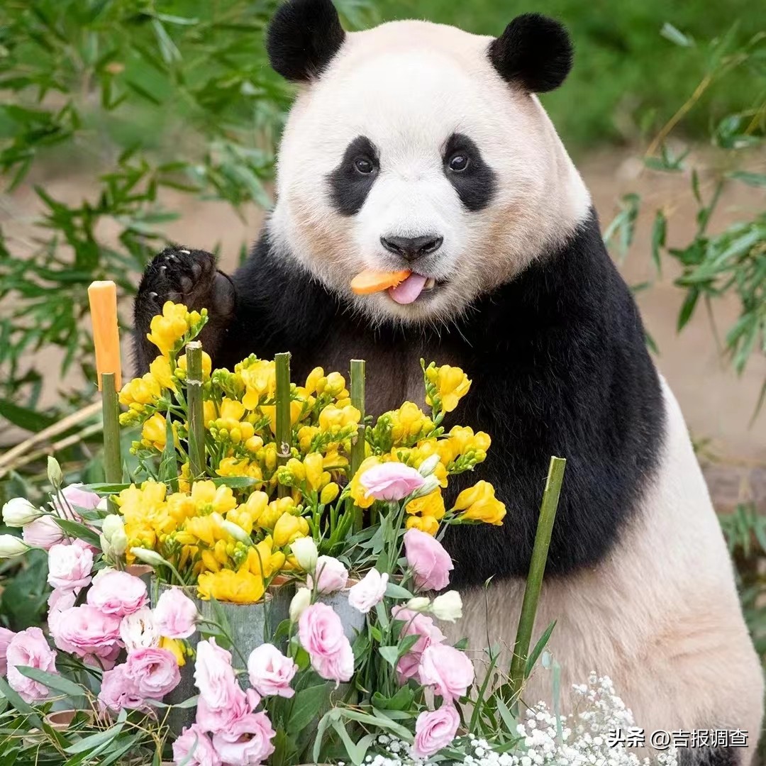 In the world of light and shadow, those cute things about "two-legged ...