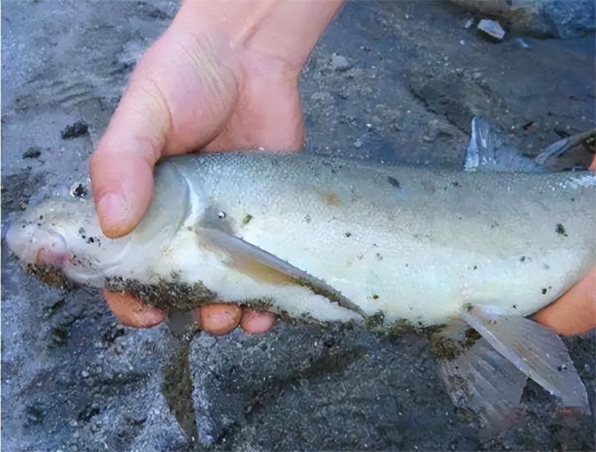 10 kinds of top edible fish in the world, how many of them come from ...