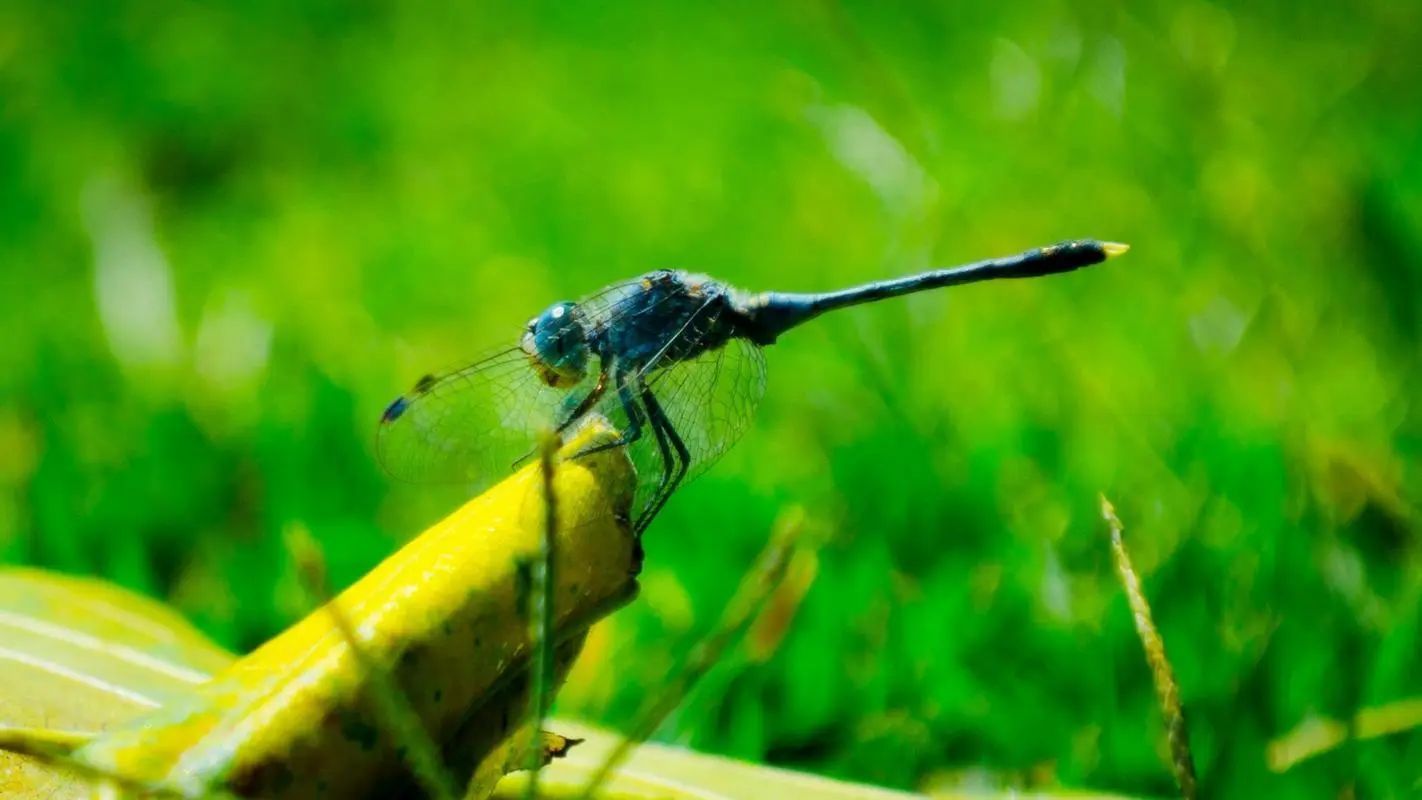 The Wonderful World of Insects: A Magnificent Journey of Small ...