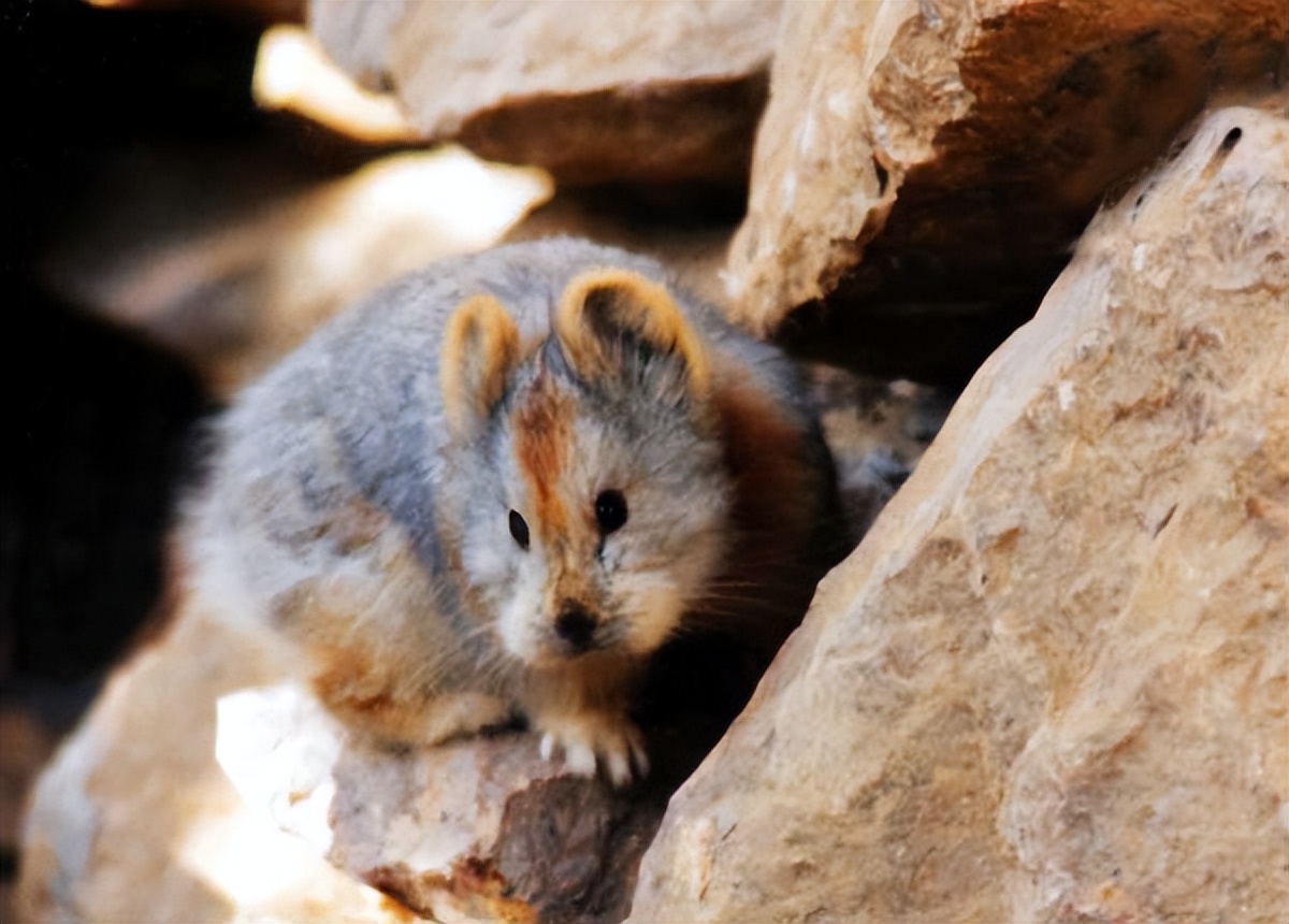Ili pika, a prairie elf, cannot be eaten - iMedia