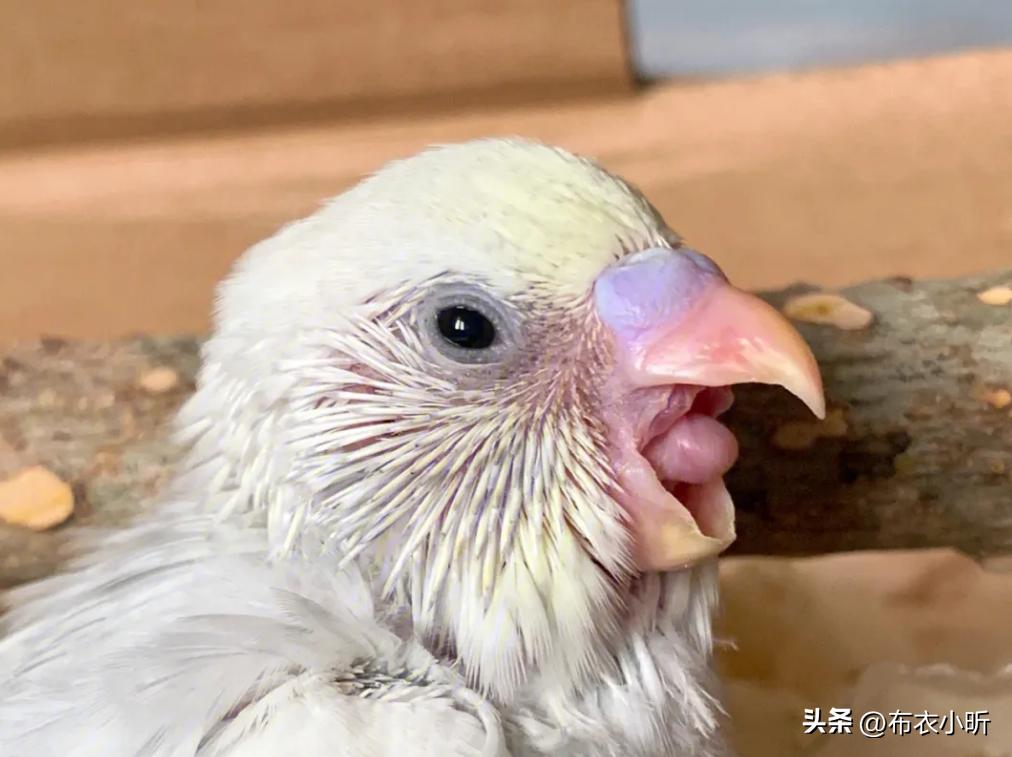 The Secret of Parrot Yawning - iNEWS