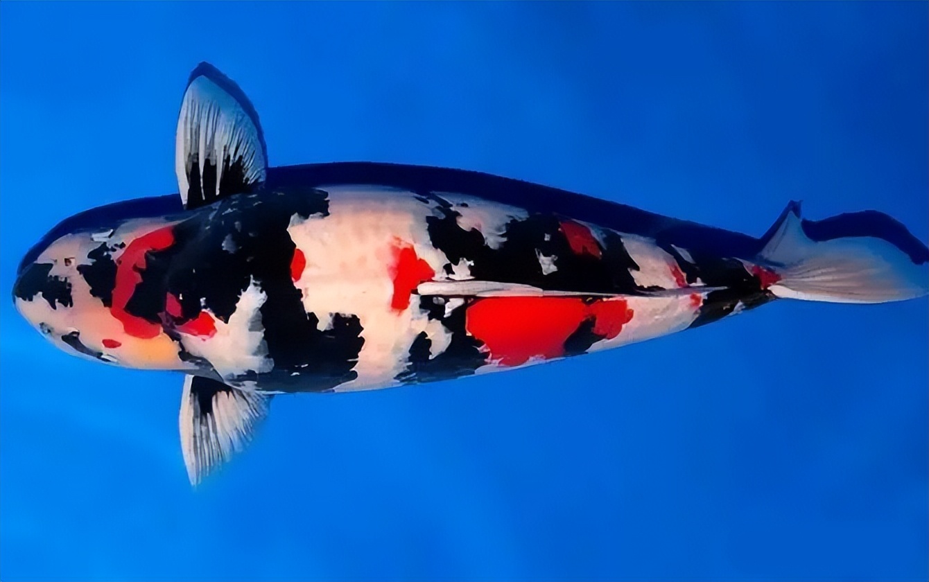 Why can't ordinary people raise nine koi? - iNEWS