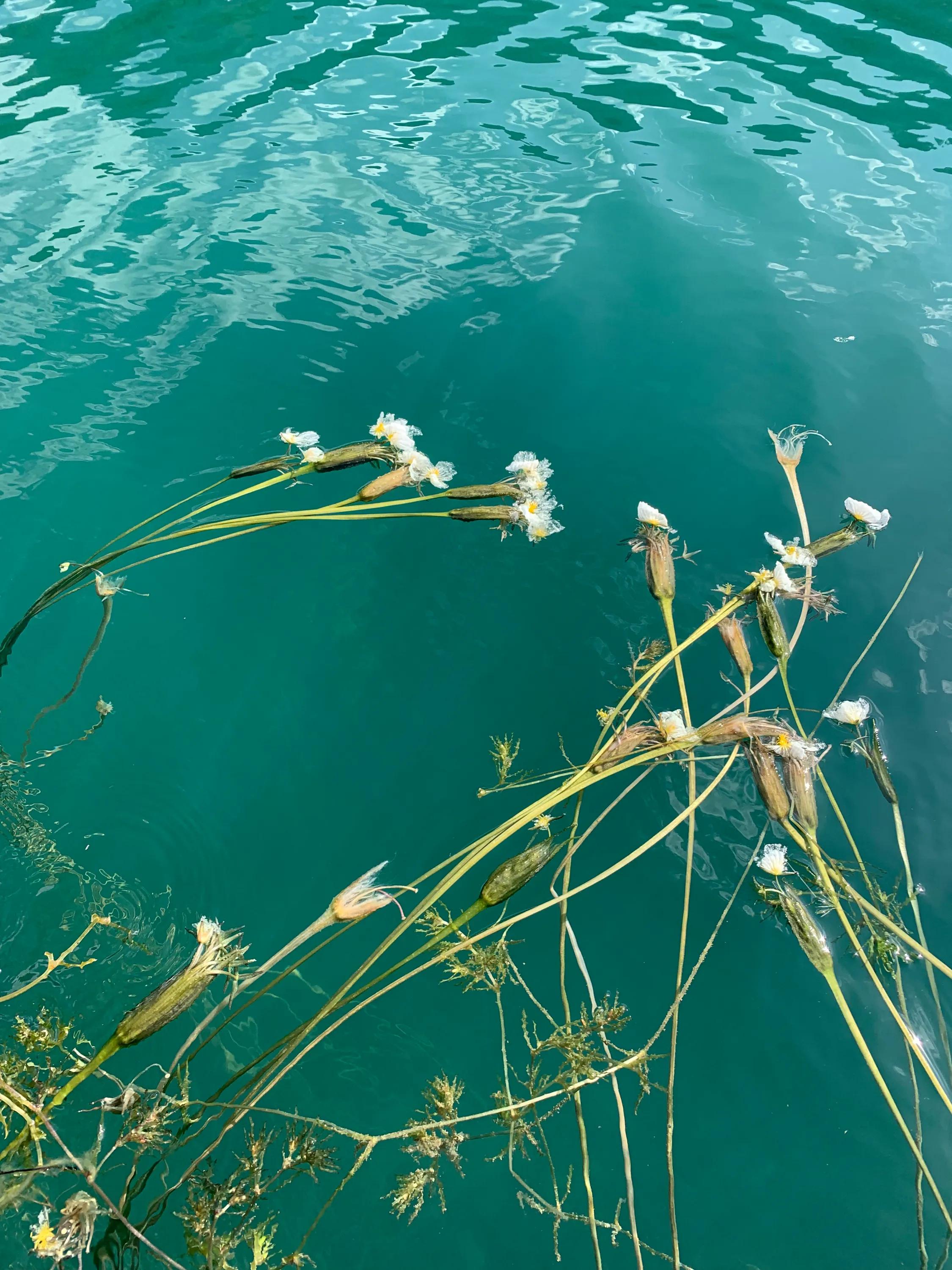 Such a pure and graceful flower is actually called a "watery poplar ...