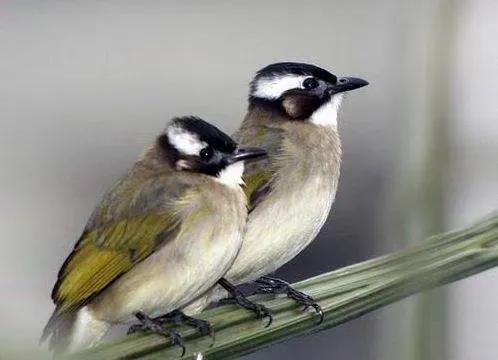 The 12 Most Dedicated Animals in Nature - iNEWS