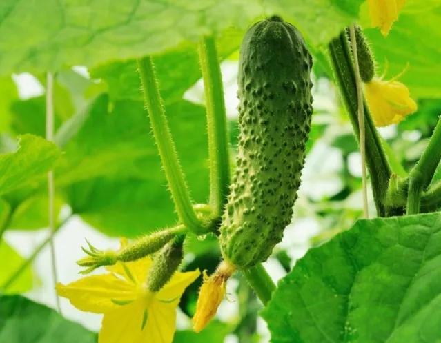How are cucumbers grown? 5 agricultural proverbs tell 5 "tricks" of ...