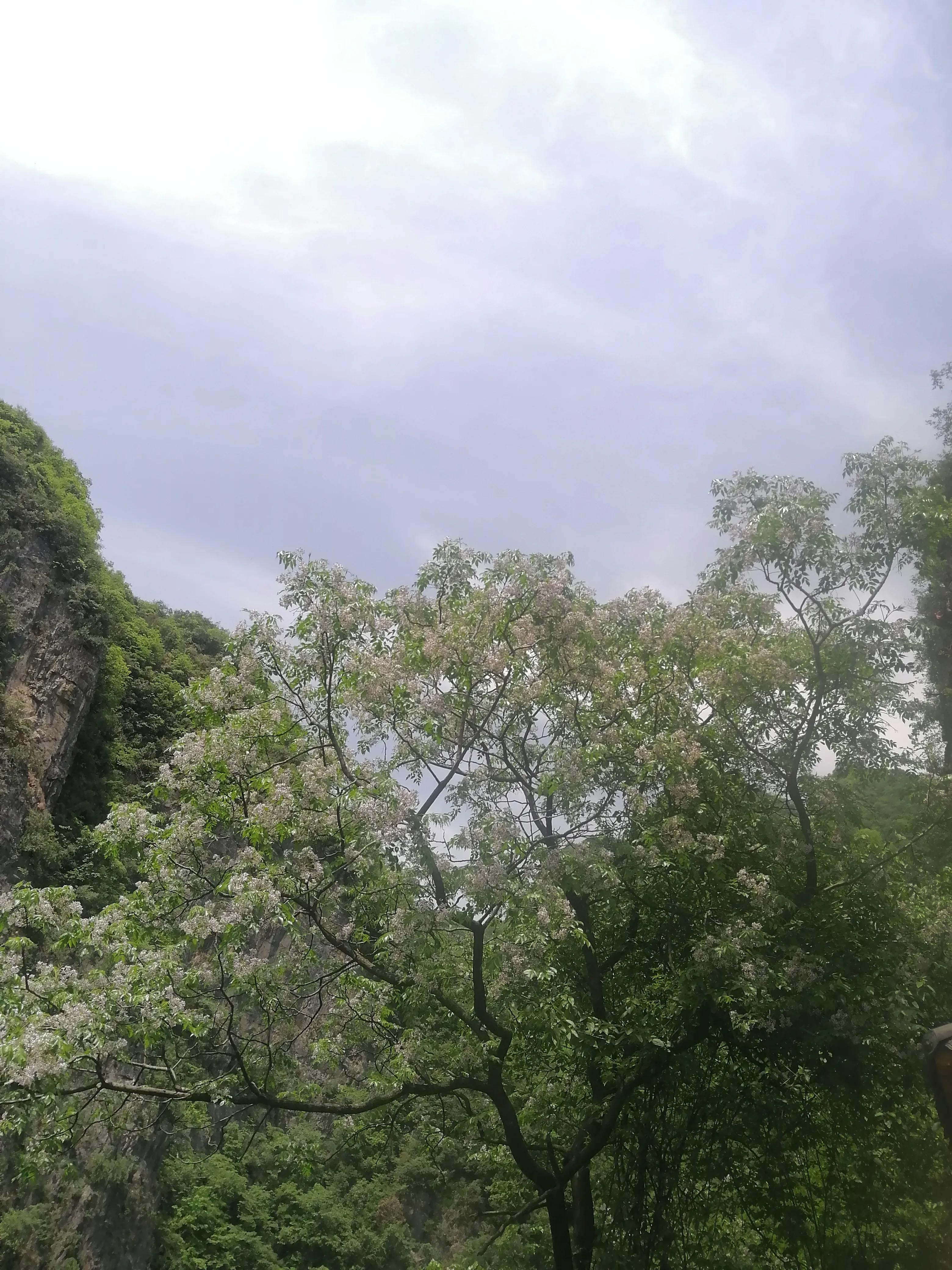 Flowers blooming on Tangchi Gorge Taoist Temple - iNEWS