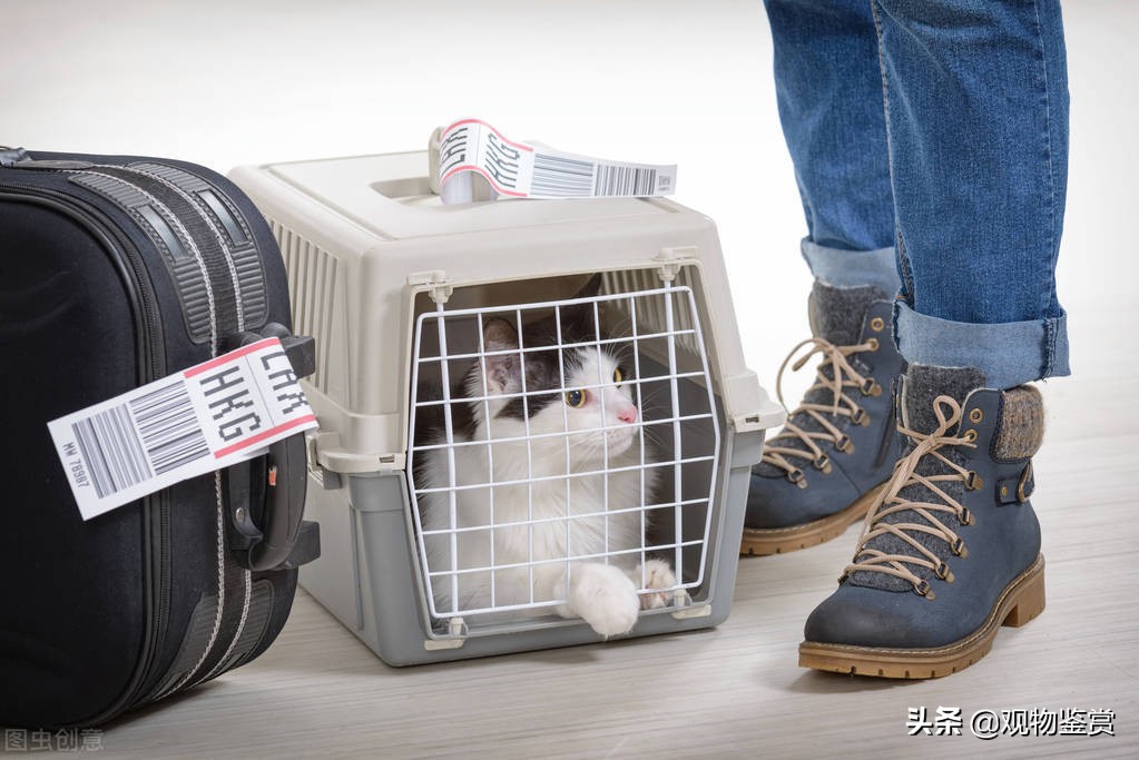 What courier is used for mailing pet cats?How to transport pet cats ...