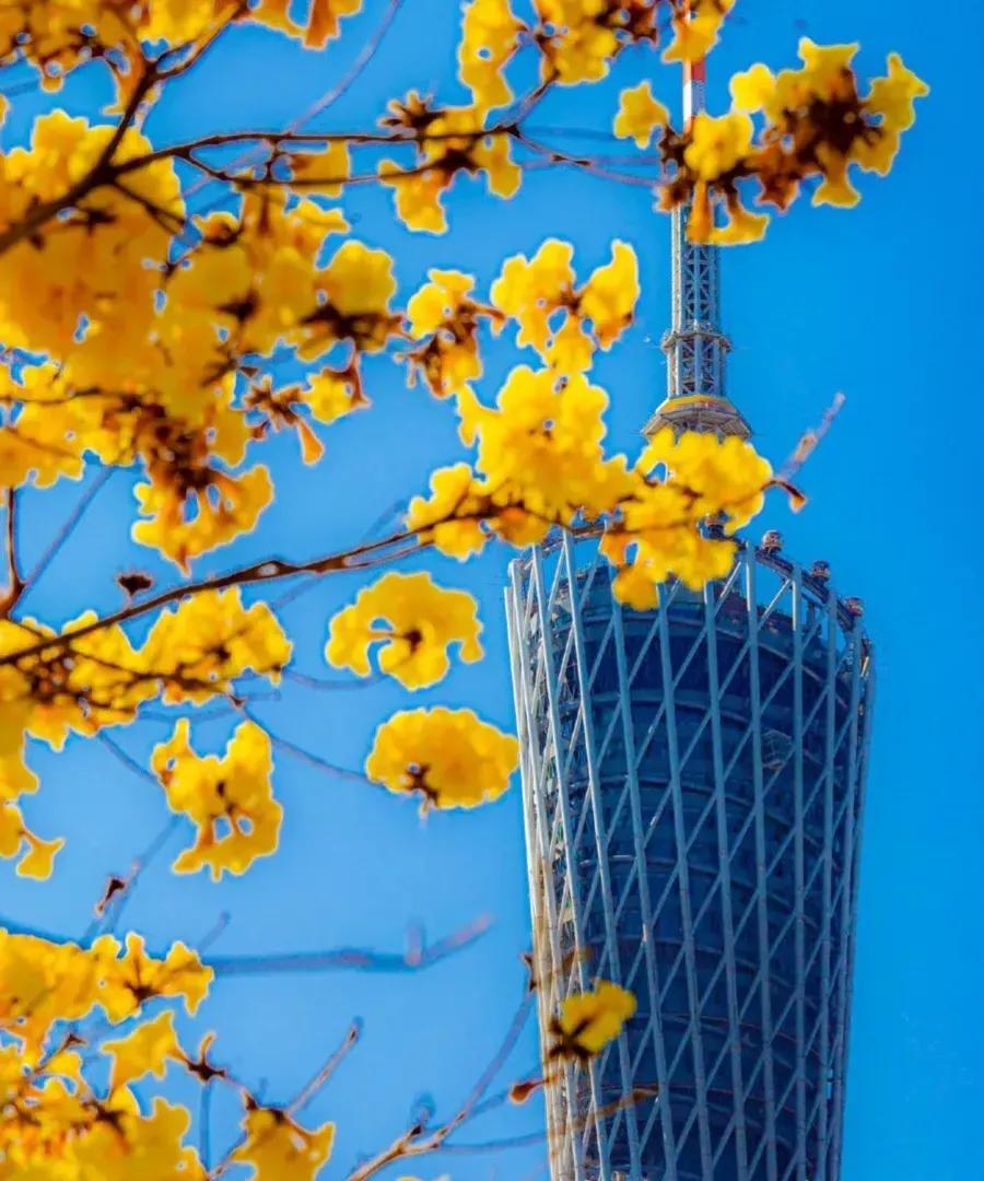 Guangzhou in March is full of flowers and beautiful!Amazing spring, but ...