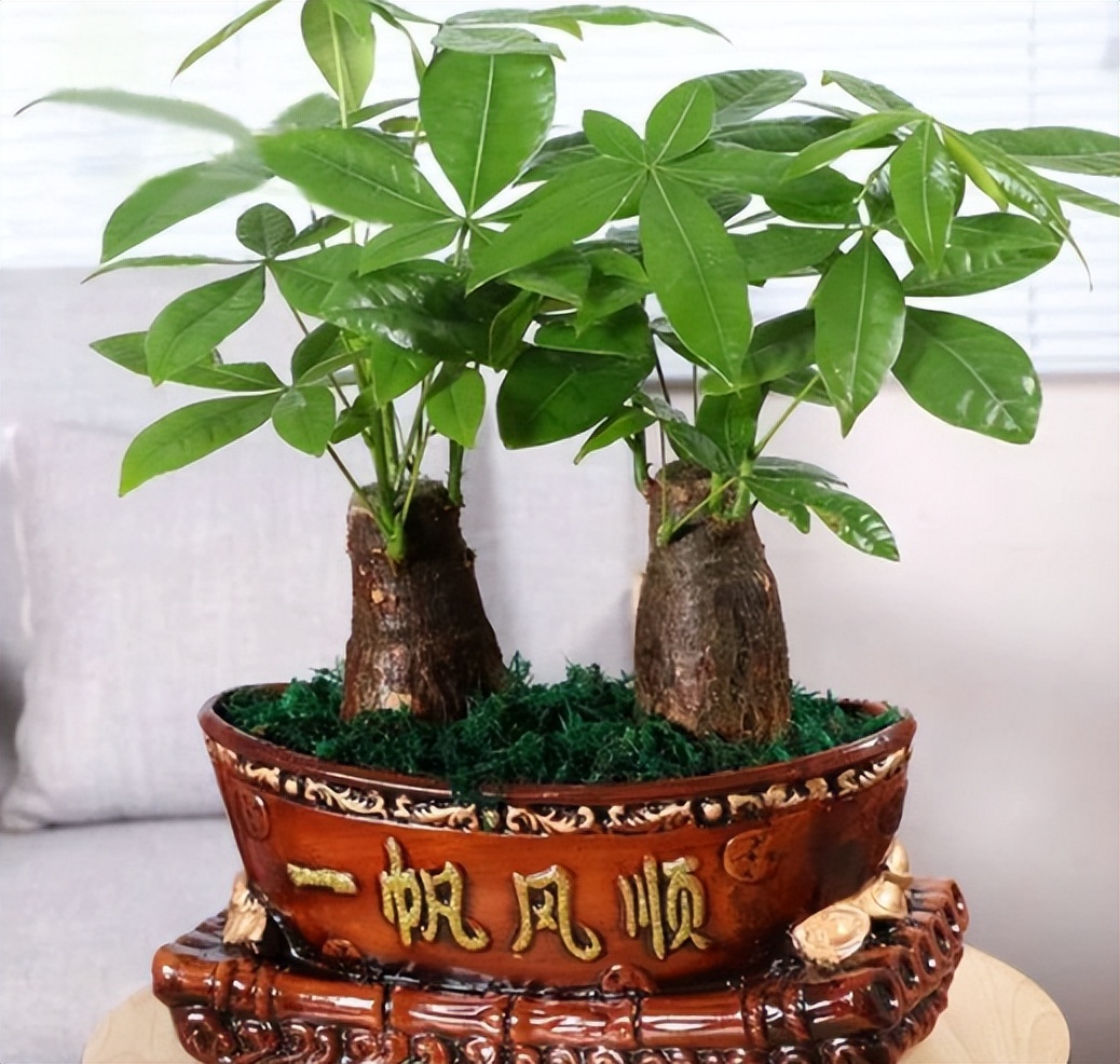 3 kinds of flowers are a hundred times better than a fortune tree. The ...