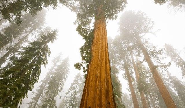 The 4 tallest trees in the world, one is larger than the Statue of ...