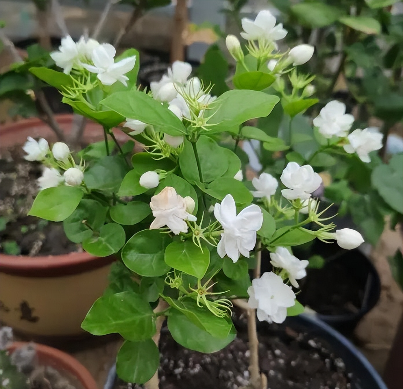 Don't make 4 "mistakes" when raising jasmine in October and November ...