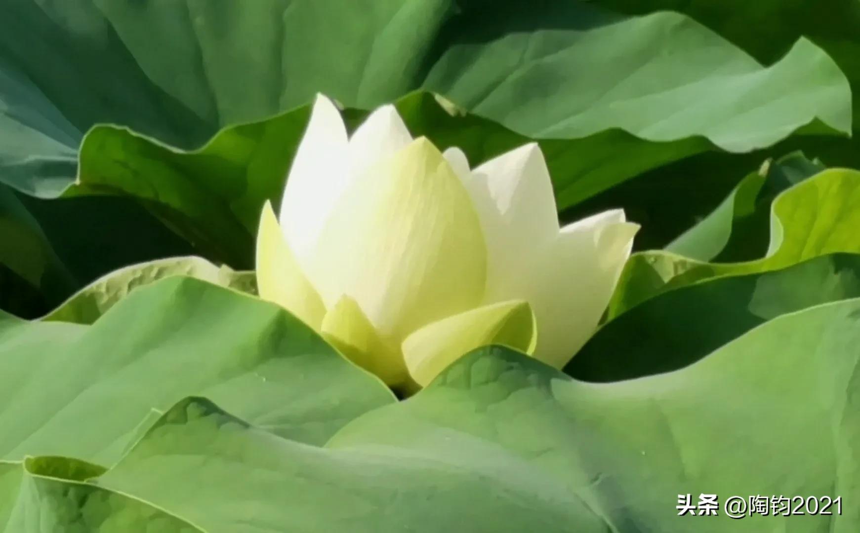The green pond is connected to Xingjin, the lotus has fragrance and ...