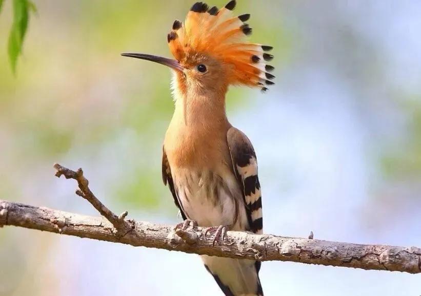 Grain Rain Customs and Messages - iMedia