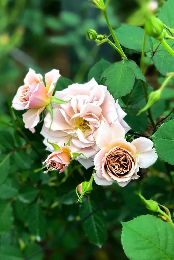 Japanese rose: Iori - iMedia