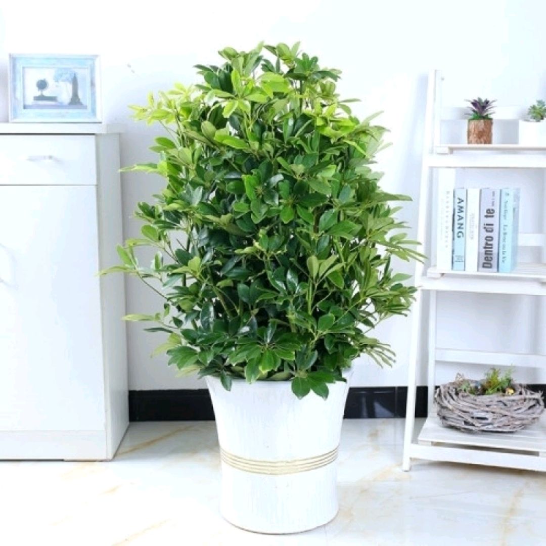 "There are trees in the house, and nine out of ten are rich." Potted ...