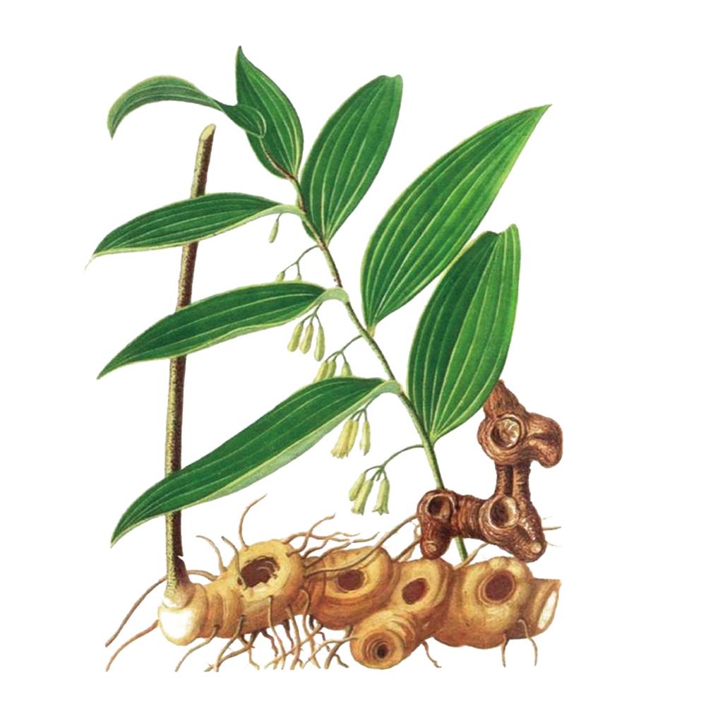 "Immortal surplus food" - Huang Jing - iNEWS