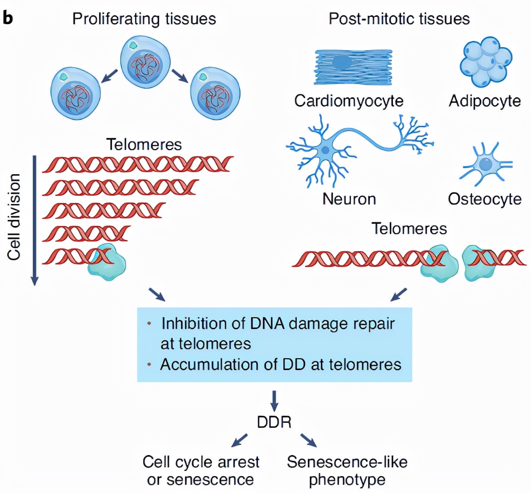 Review of Nature Cell Biology︱Telomere dysfunction and aging and ...