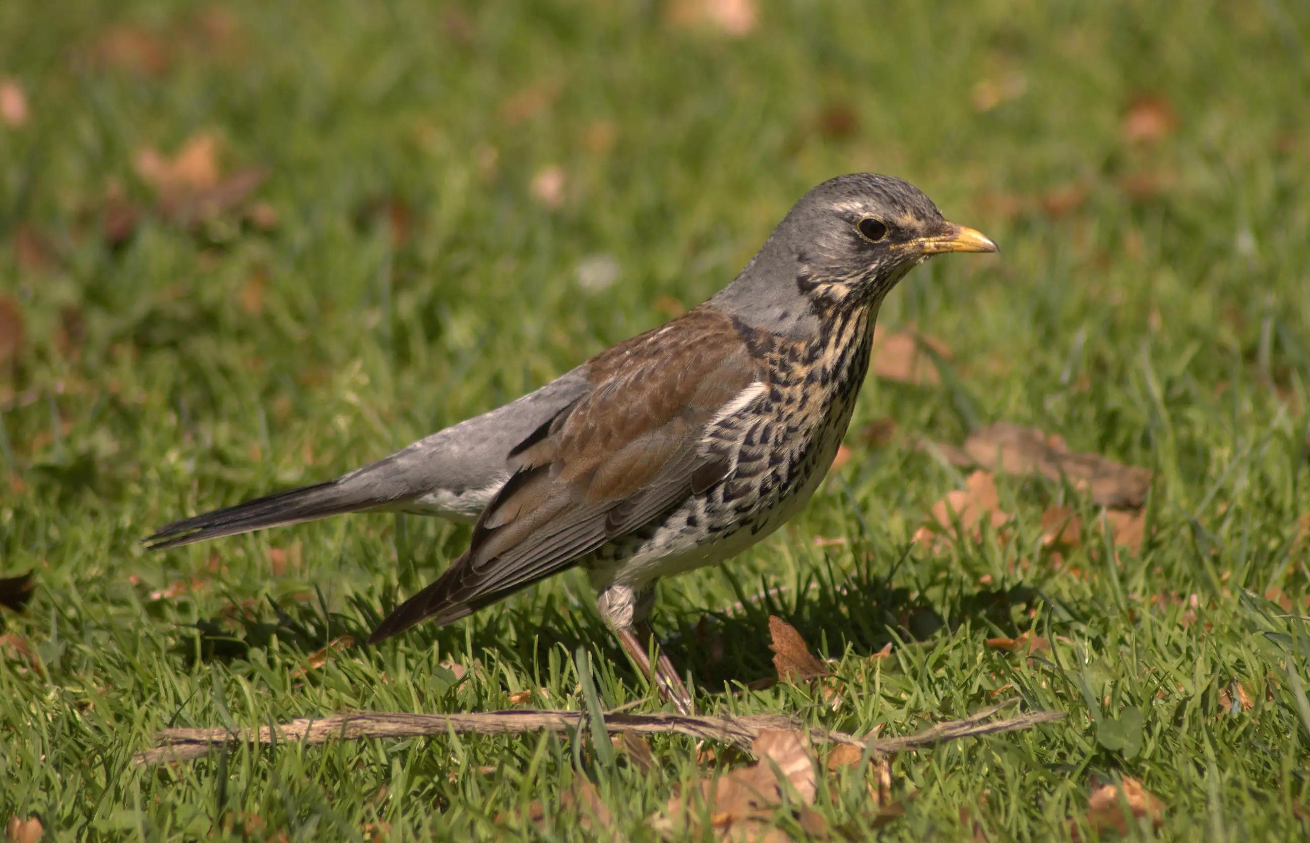 The Beauty of Nature: Field Thrush - iNEWS