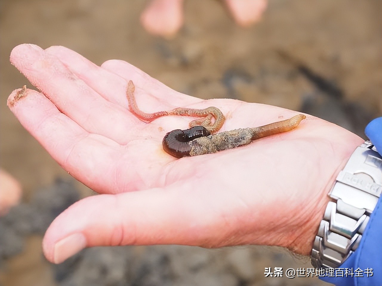 Corn Snake Growth: From Egg to Adult - iNEWS