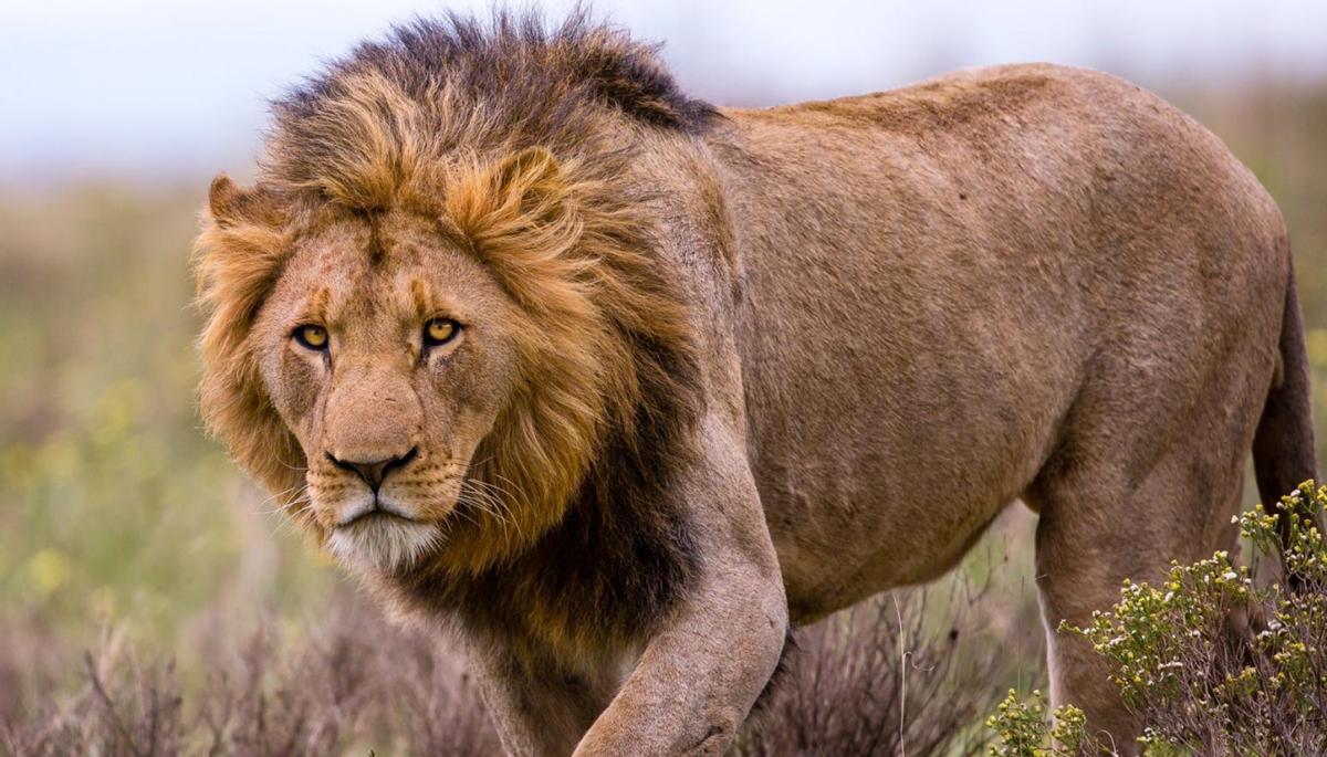 In the animal kingdom, males are usually prettier than females. Why is ...