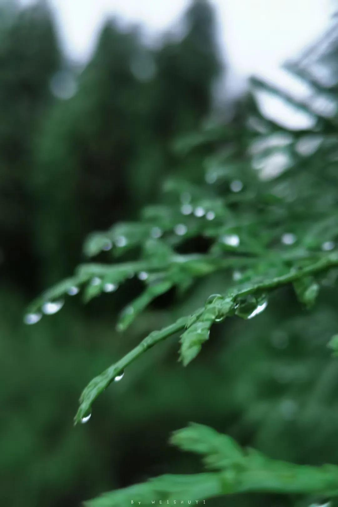 Eye-catching and beautiful pictures, return to simplicity and give ...