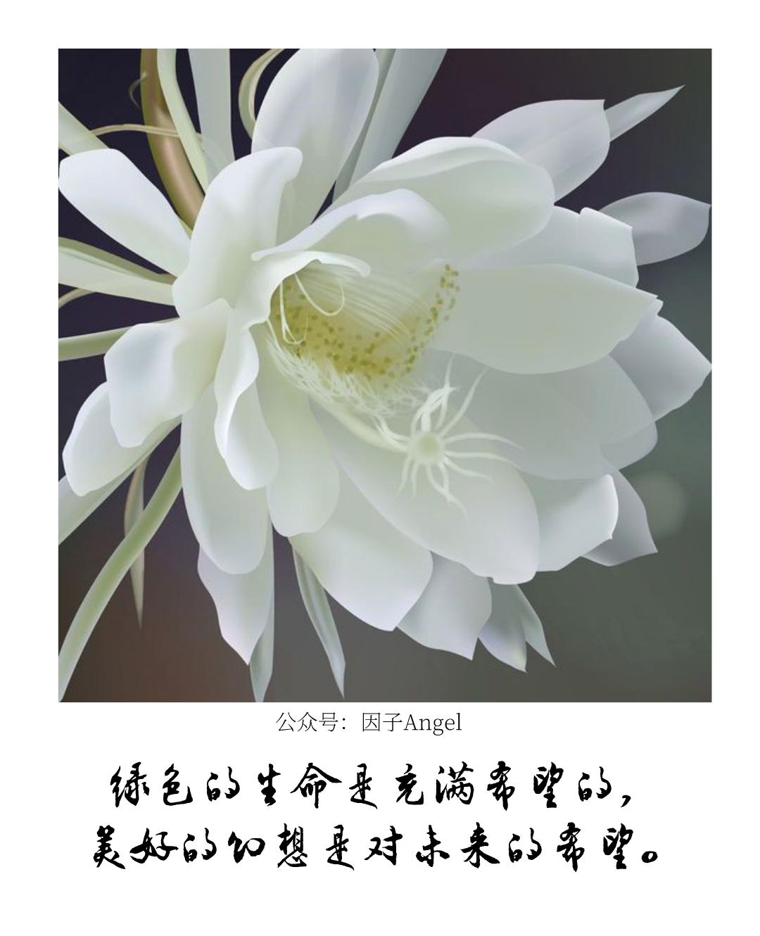 The 36 Skills of Plants - Longevity - iNEWS