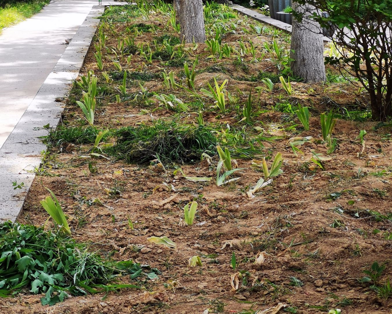 Imagining Natural Green Spaces from Urban Biodiversity - iNEWS