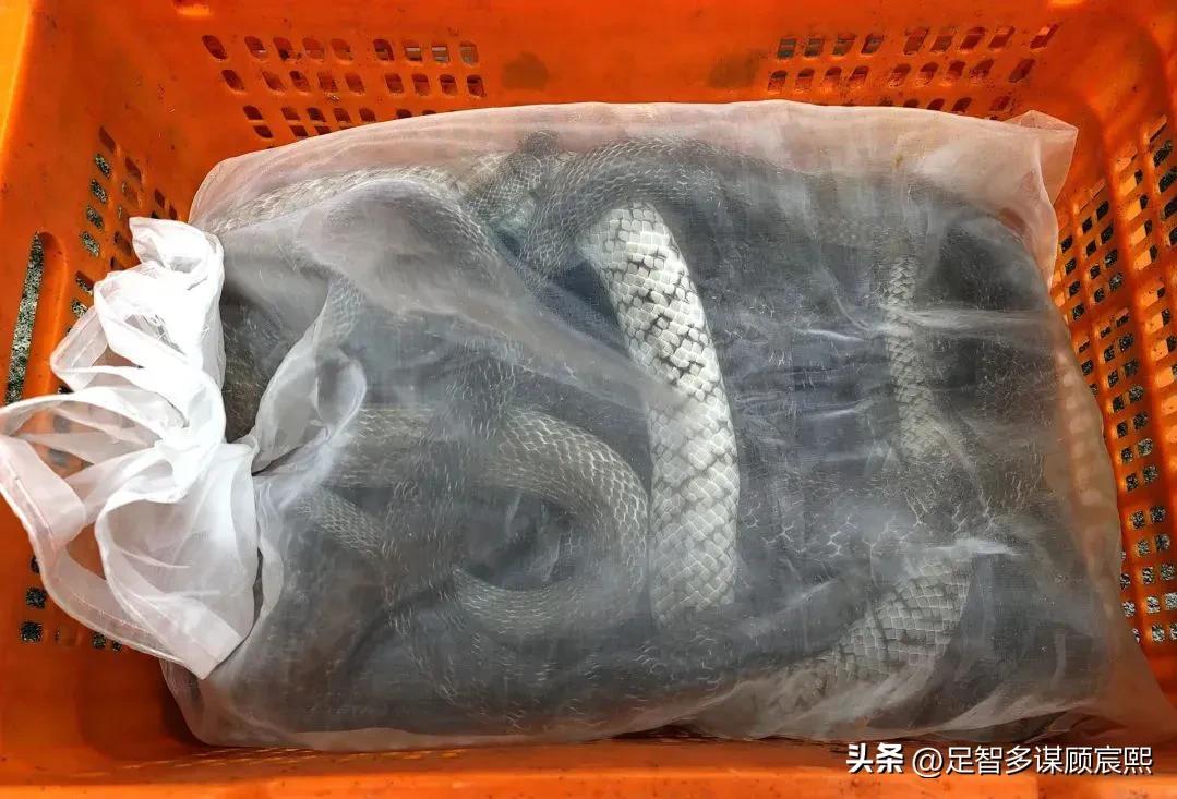 Stealing 1,000 catties of snakes and 500 snake eggs overnight, all 4 ...