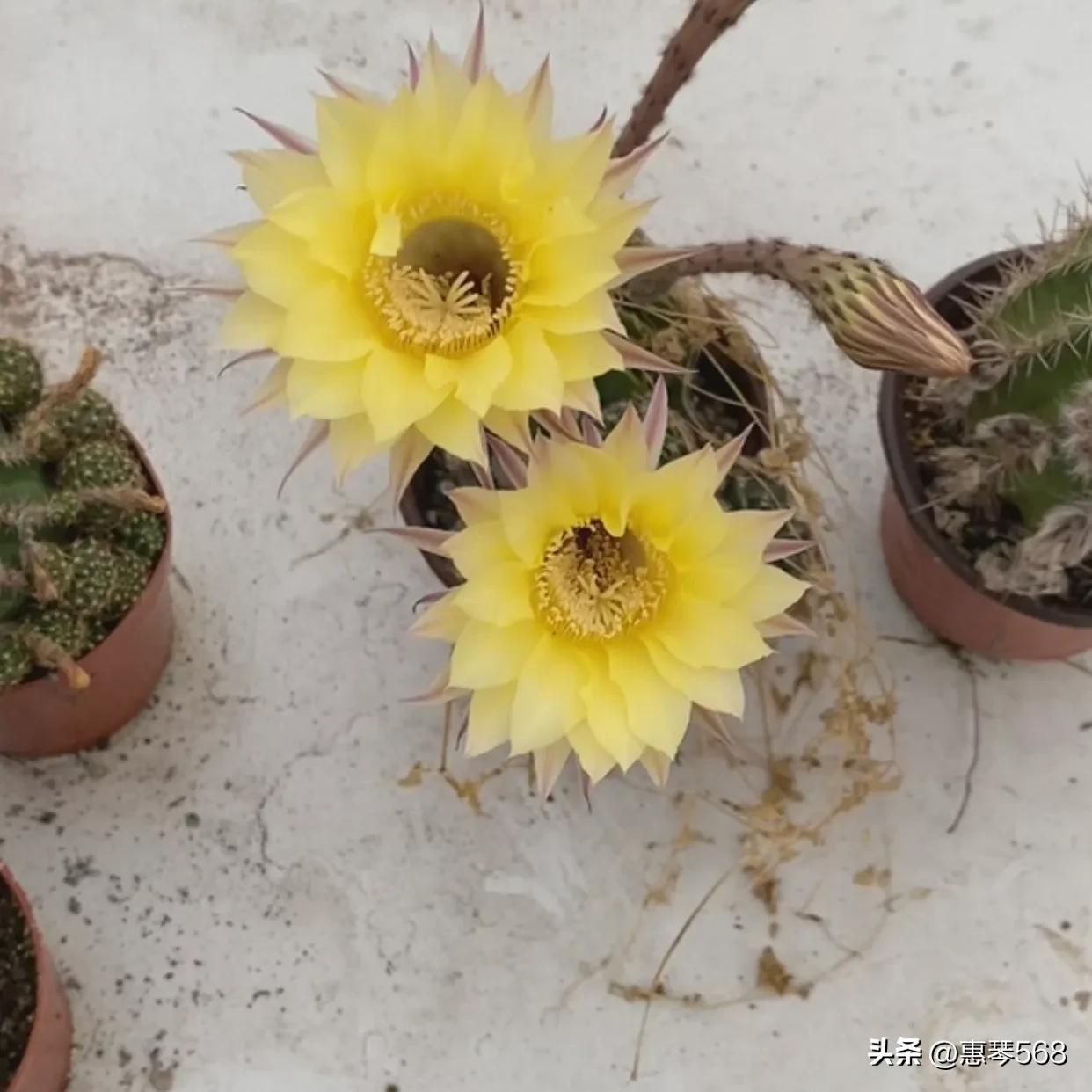 Colorful grass cactus - iNEWS