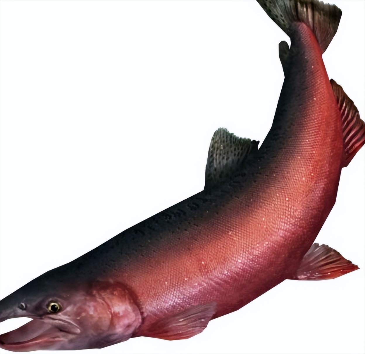 Qionglou Yuyu, high-altitude fishing "Fishing Showdown" The legendary ...