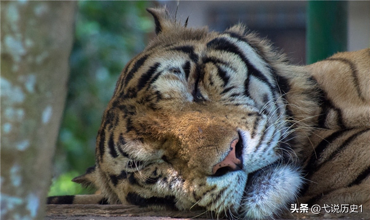 What would happen if tigers disappeared from the earth?The lessons ...