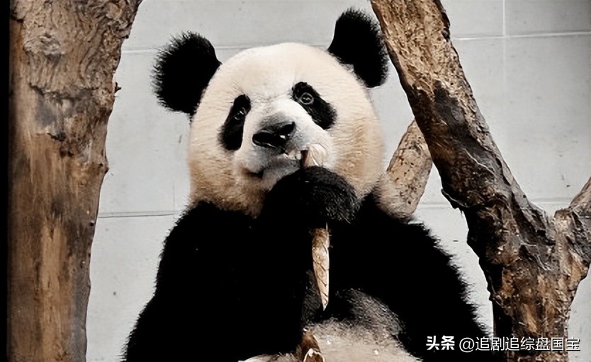 Gao Gao, the giant panda with "super distinctive ears" in the Pan ...