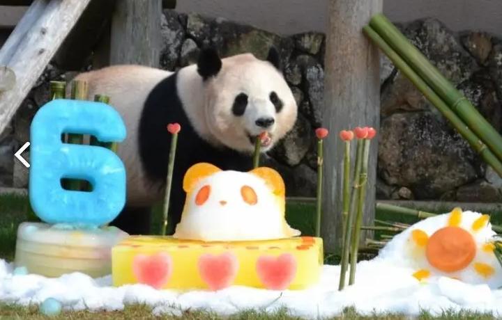The countdown to the return of Yaya, the giant panda in the United ...