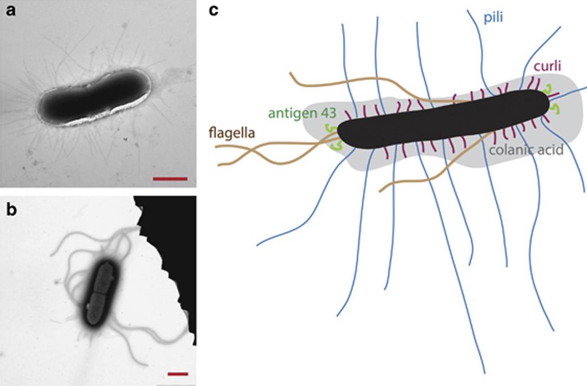 Escherichia coli in microbial biofilms facilitates cell surface and ...