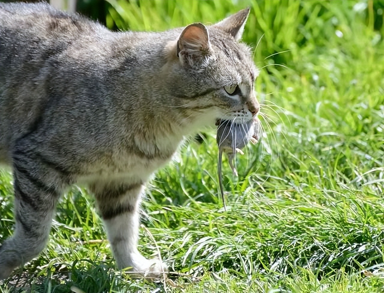 Cats with these characteristics are all "good cats", and everyone who ...