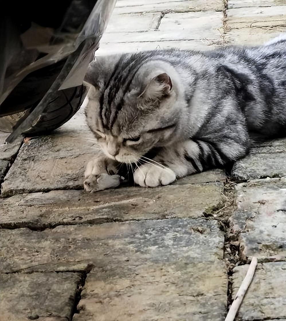 Why are so many "American short cats" abandoned?It hurts to see why - iNEWS