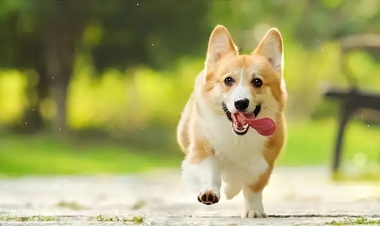 It's interesting for dogs to stand and walk, but is it really good? - iNEWS