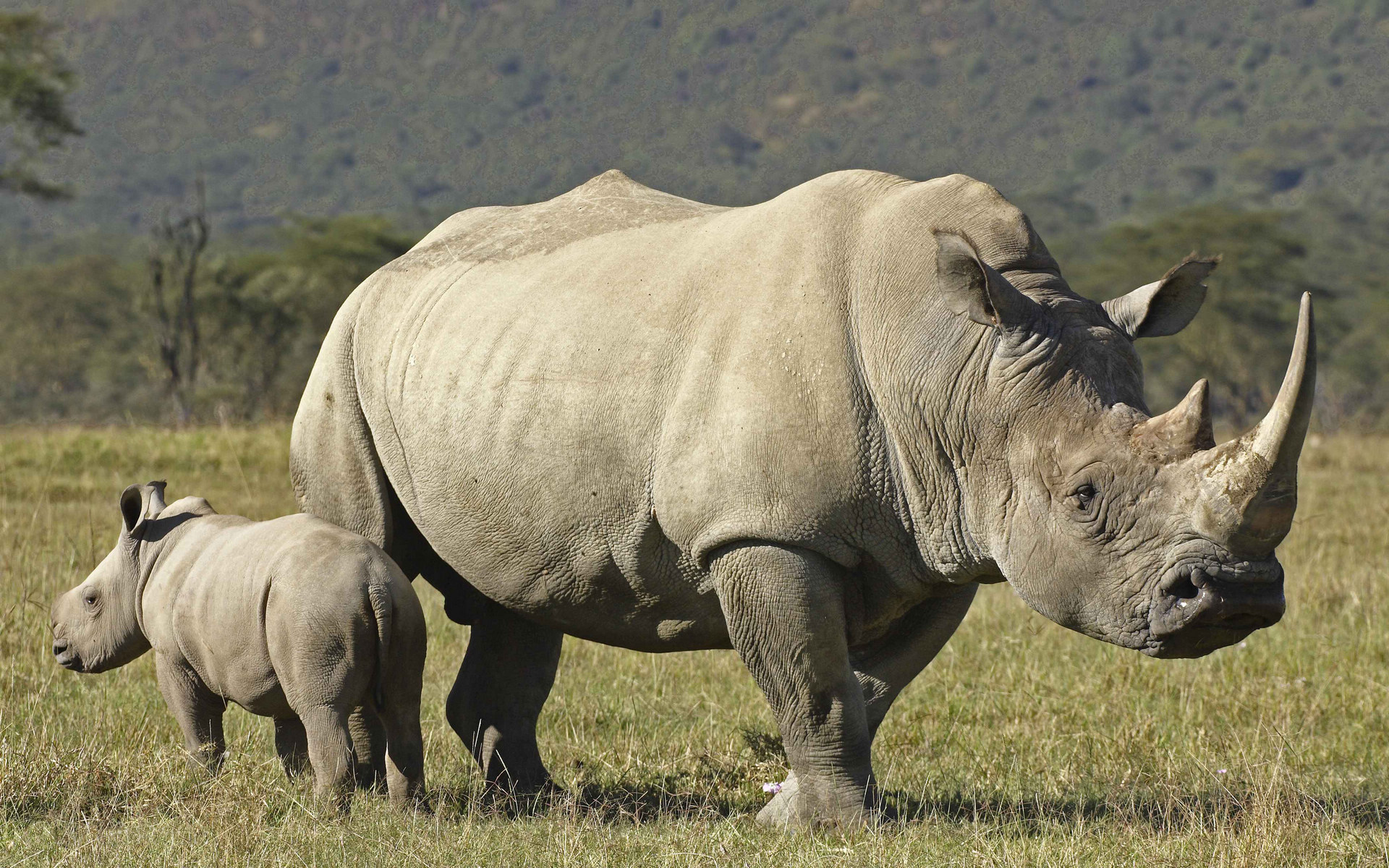 What is the difference between Asian rhinos and African rhinos, and who ...