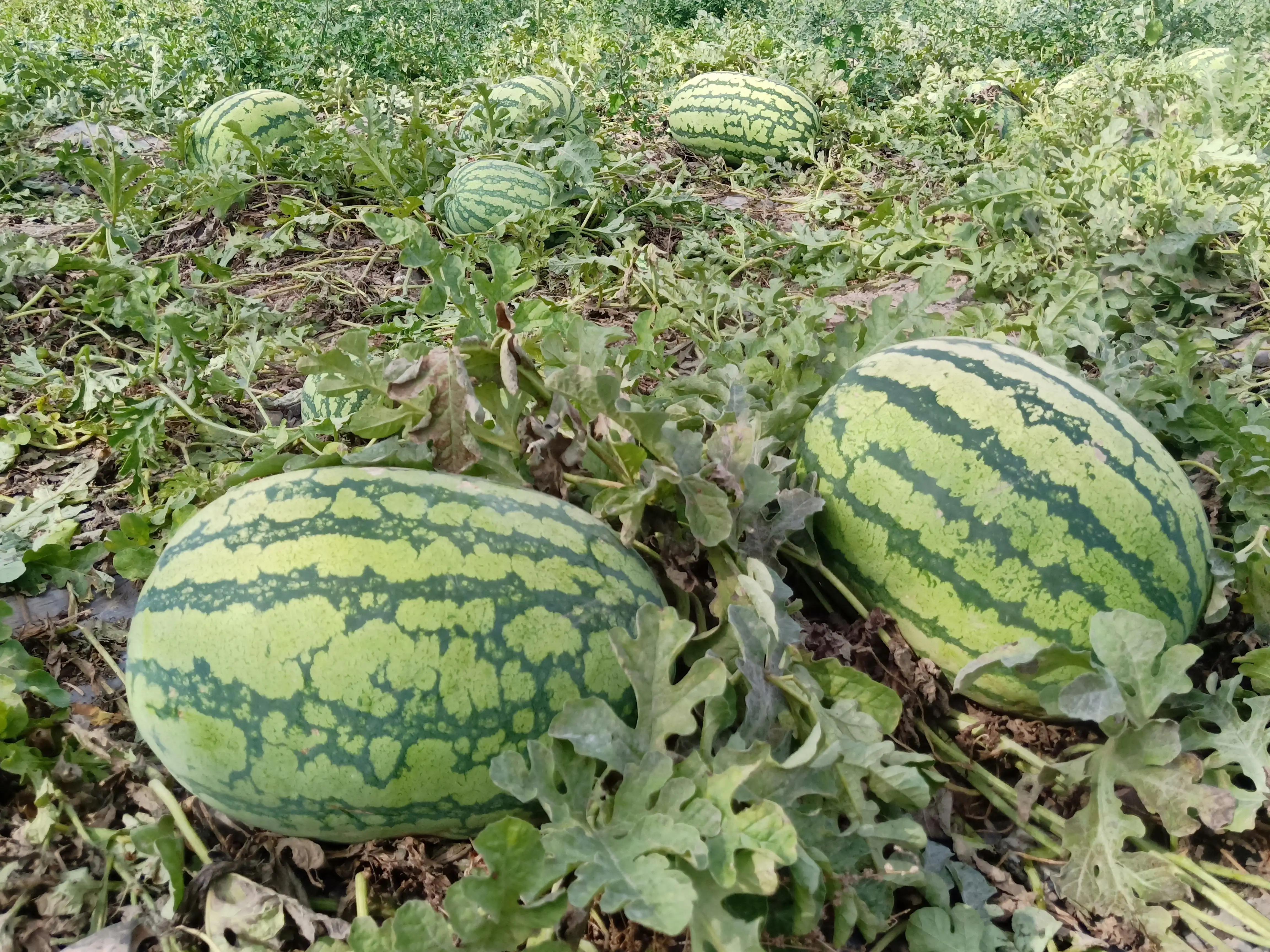 [Original] Eat melon - iNEWS