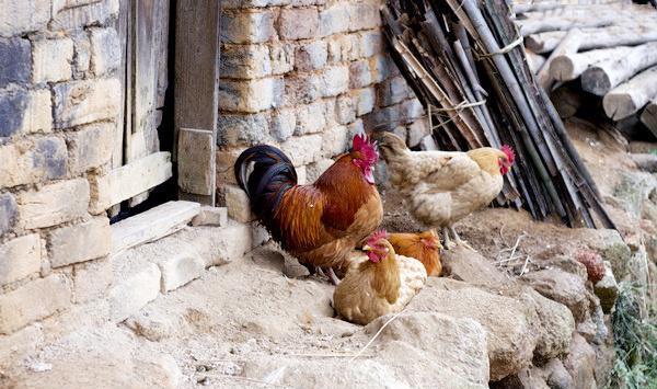 The chicken soup for the soul carefully prepared by Feng Shaofeng for ...