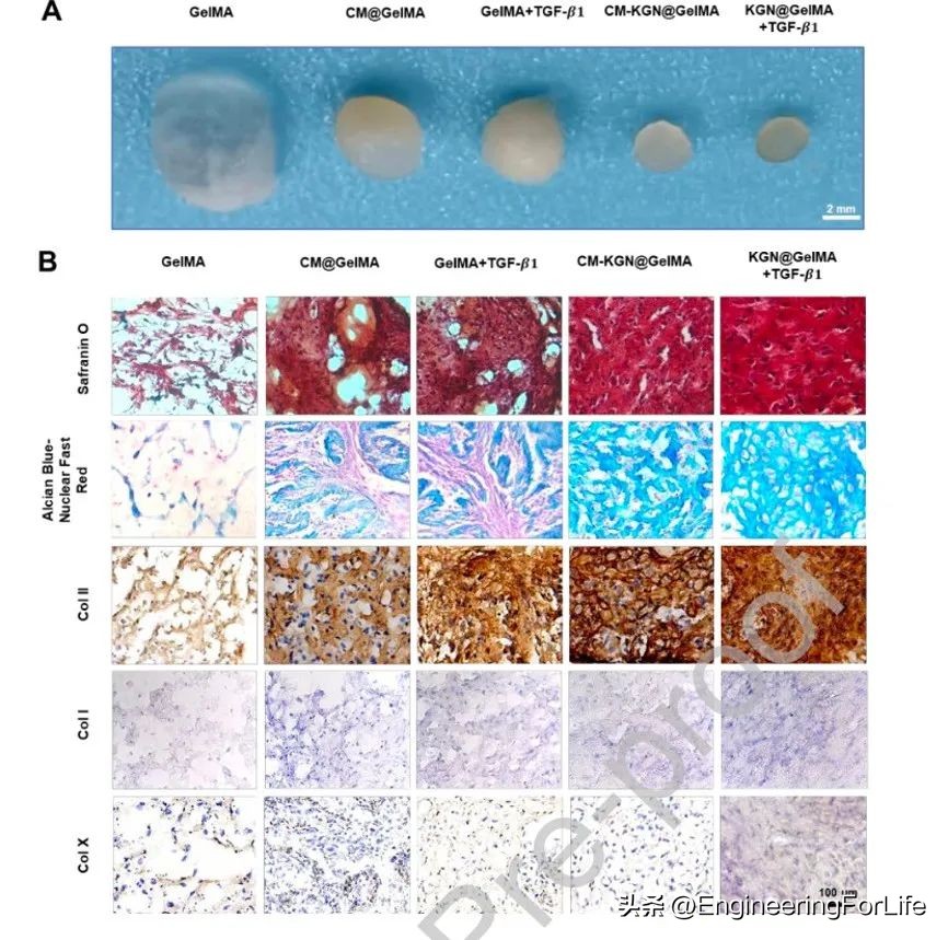 GelMA hydrogel + small molecule drug! Another "Acta Biomater." - iNEWS