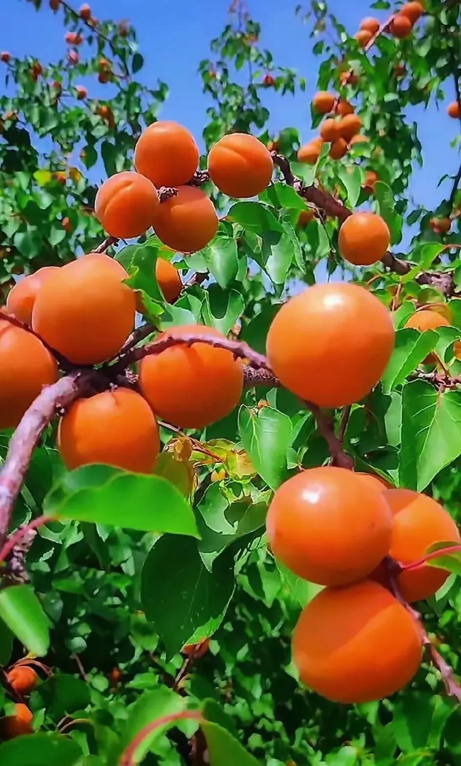 Three Cursive Tang Poems - iMedia