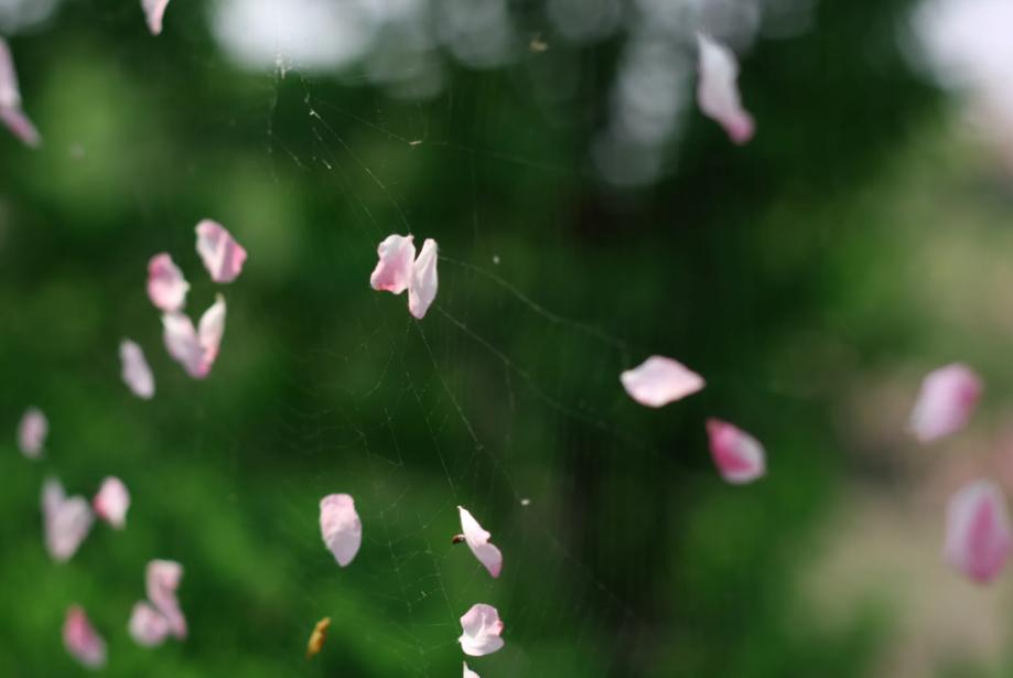 When the flowers are blooming and falling again, in the ancient poems ...