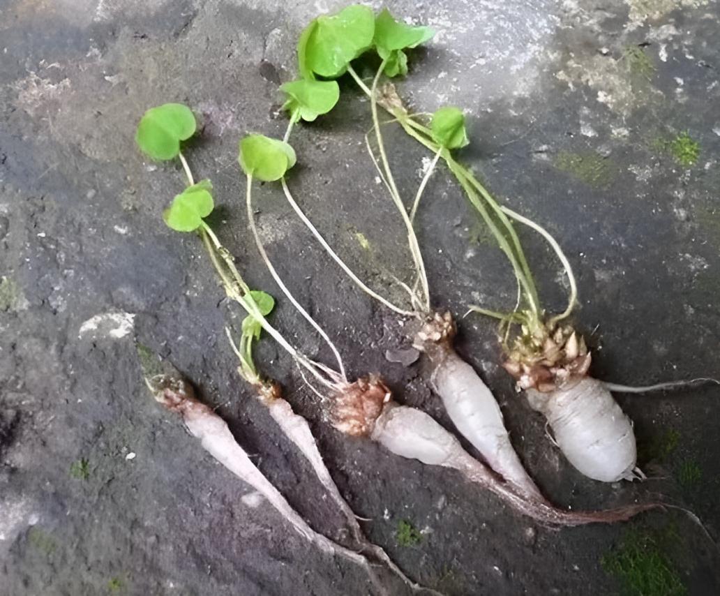 There is a transparent "ginseng root", commonly known as sorrel grass ...