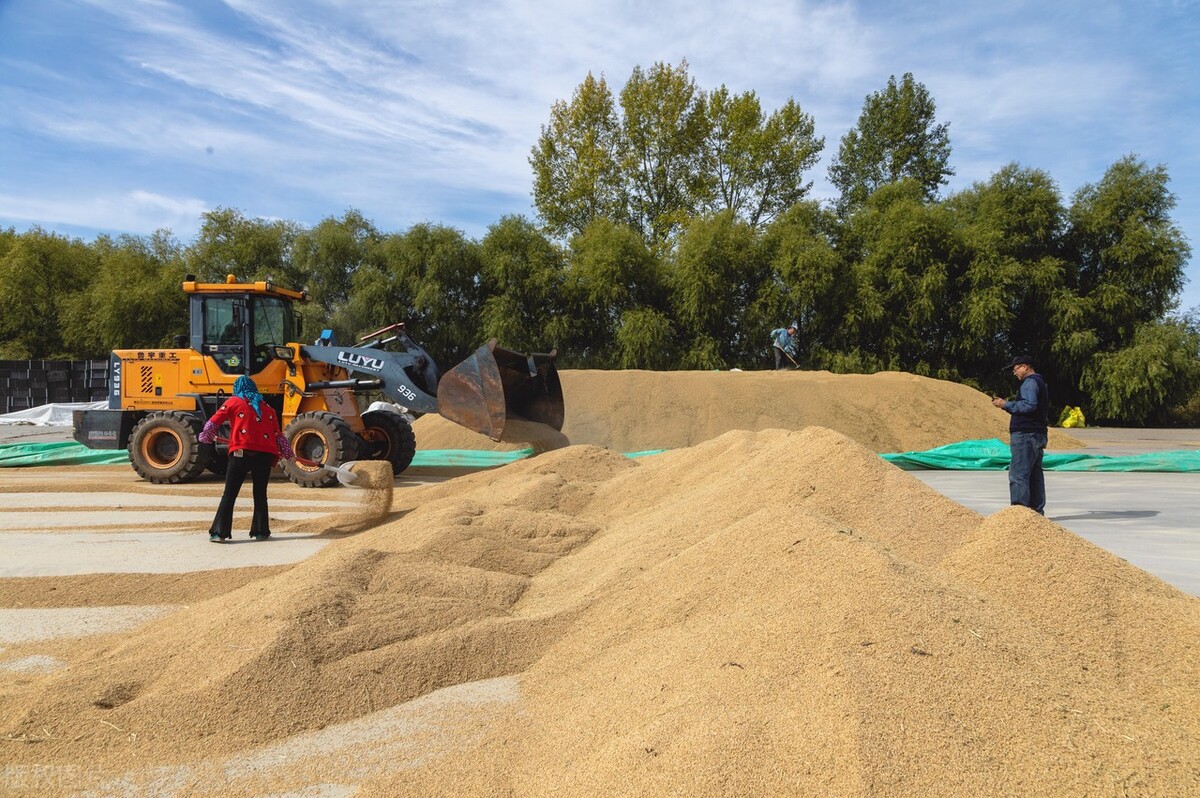 Seven-character quatrains to cut rice - iNEWS