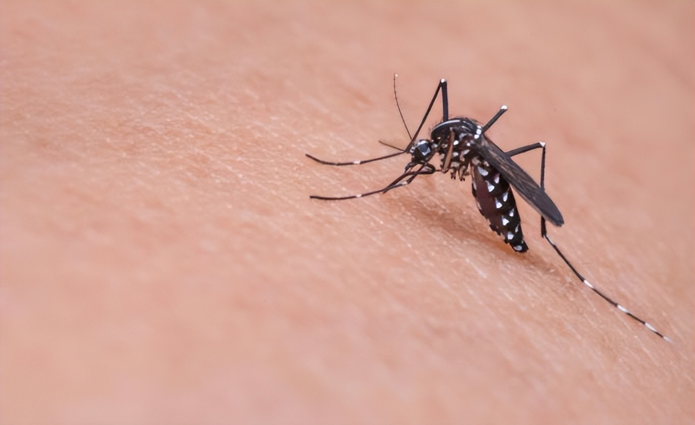 Where did the "public enemy" flower mosquito come from?How to eliminate ...